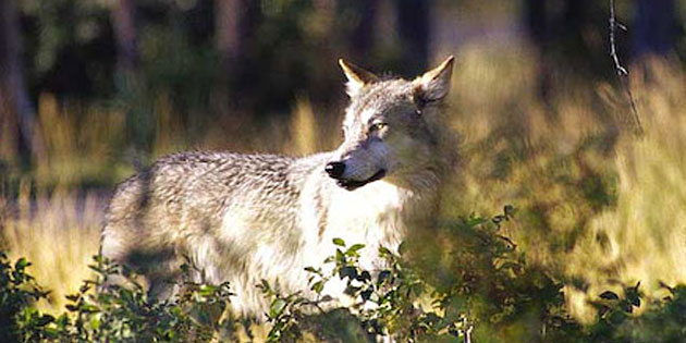 Michigan Wolf